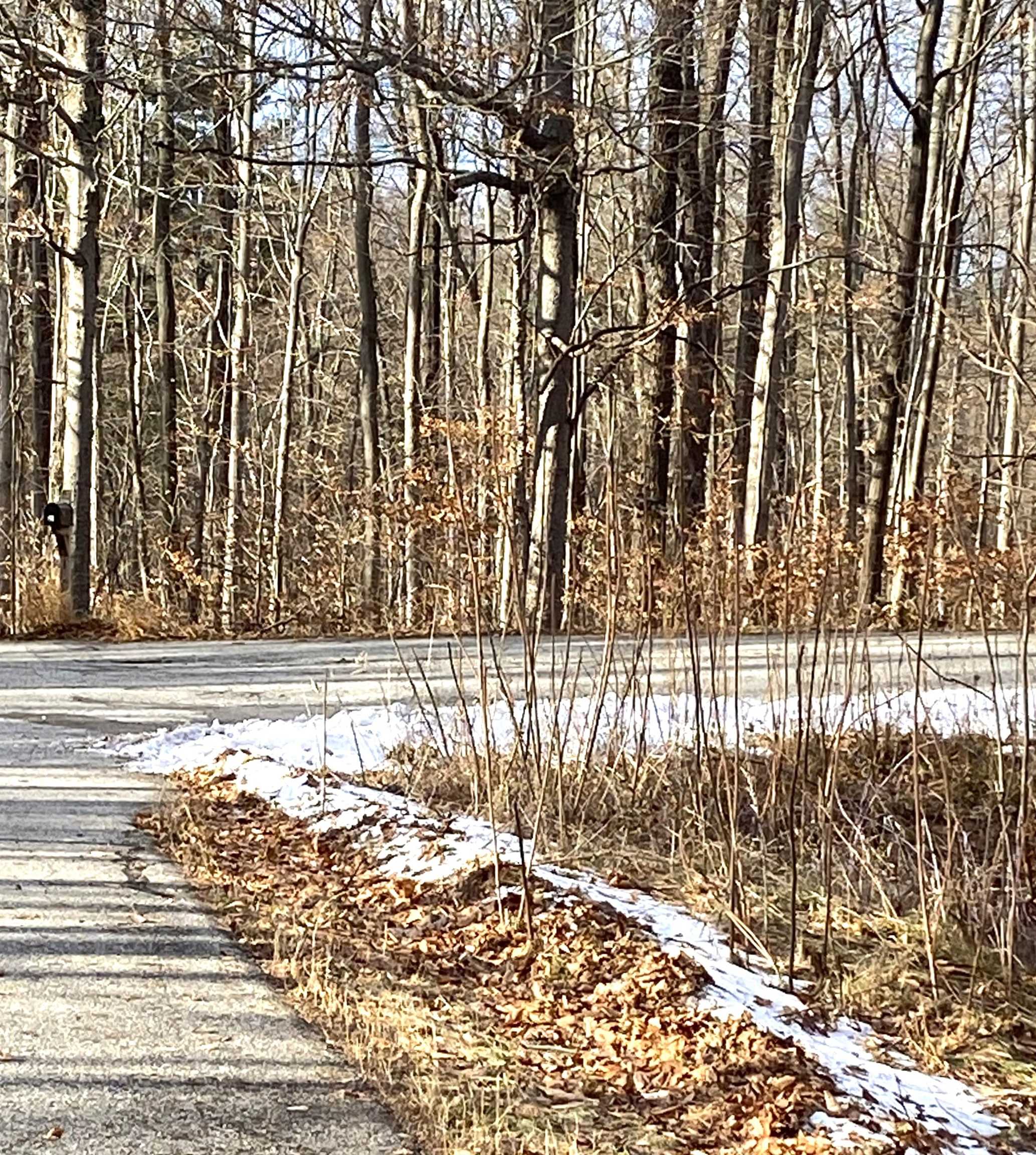 20 Forest Ridge Drive #14, Middlebury, VT 05753 - MLS 5072447 ...