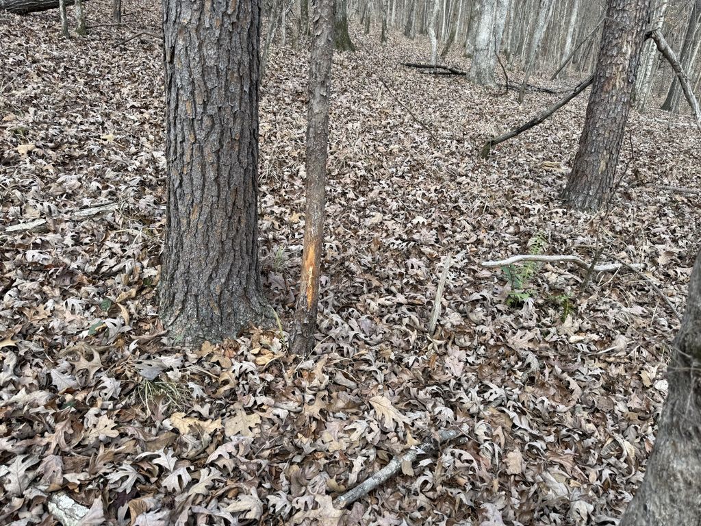 4819 Morrison Creek Rd, Clifton, TN 38425 | MLS 3069434 | Listing ...